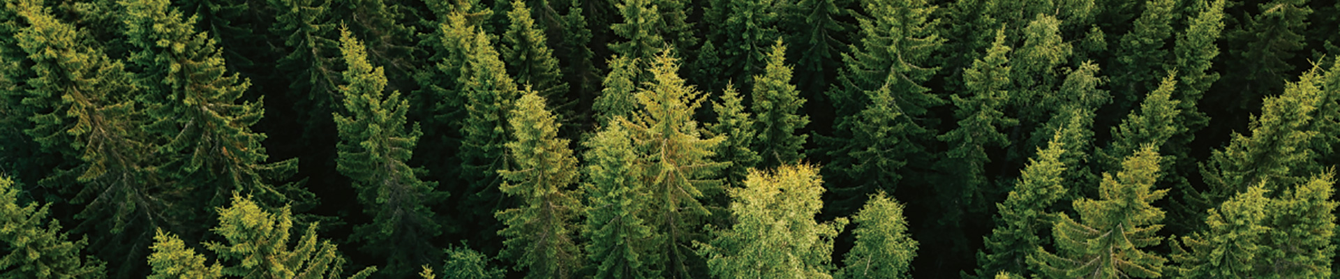 RPP vs RRSP: What’s the Difference? | Sun Life Canada